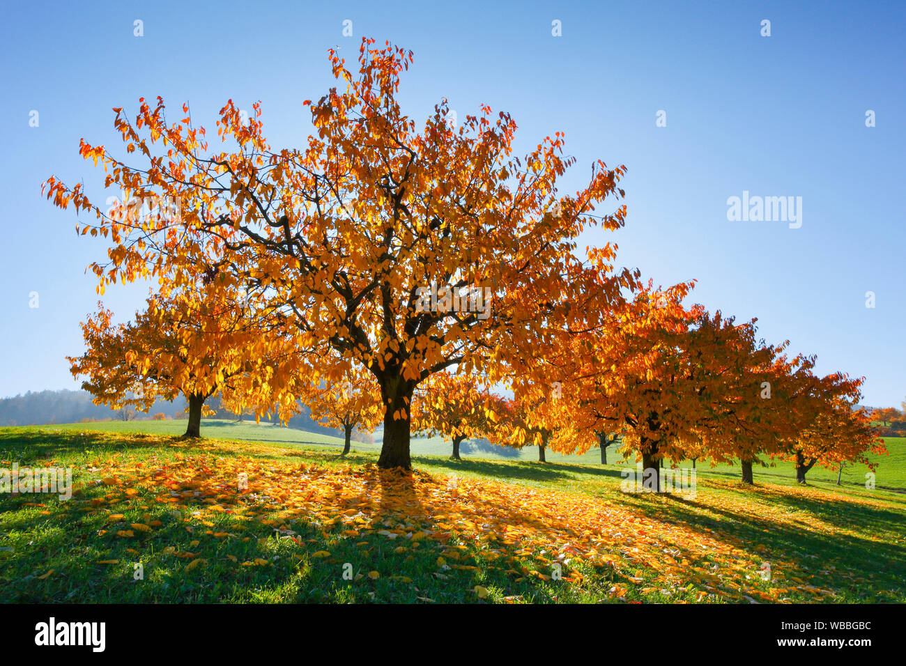 Cherry Trees (Prunus avium) in autumn. Switzerland Stock Photo - Alamy