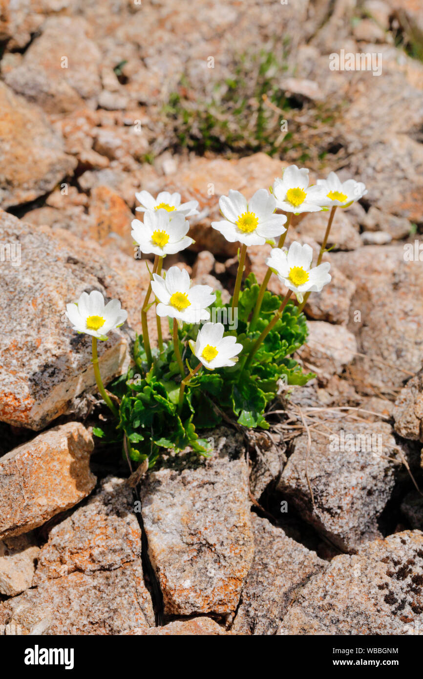 Alpine Buttercup (Ranunculus alpestris), flowering plant. Switzerland ...