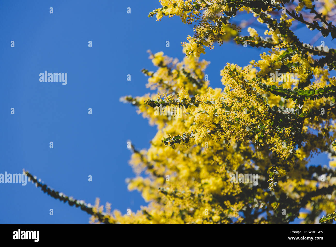 native Australian wattle tree about to bloom, the plant is also symbol ...