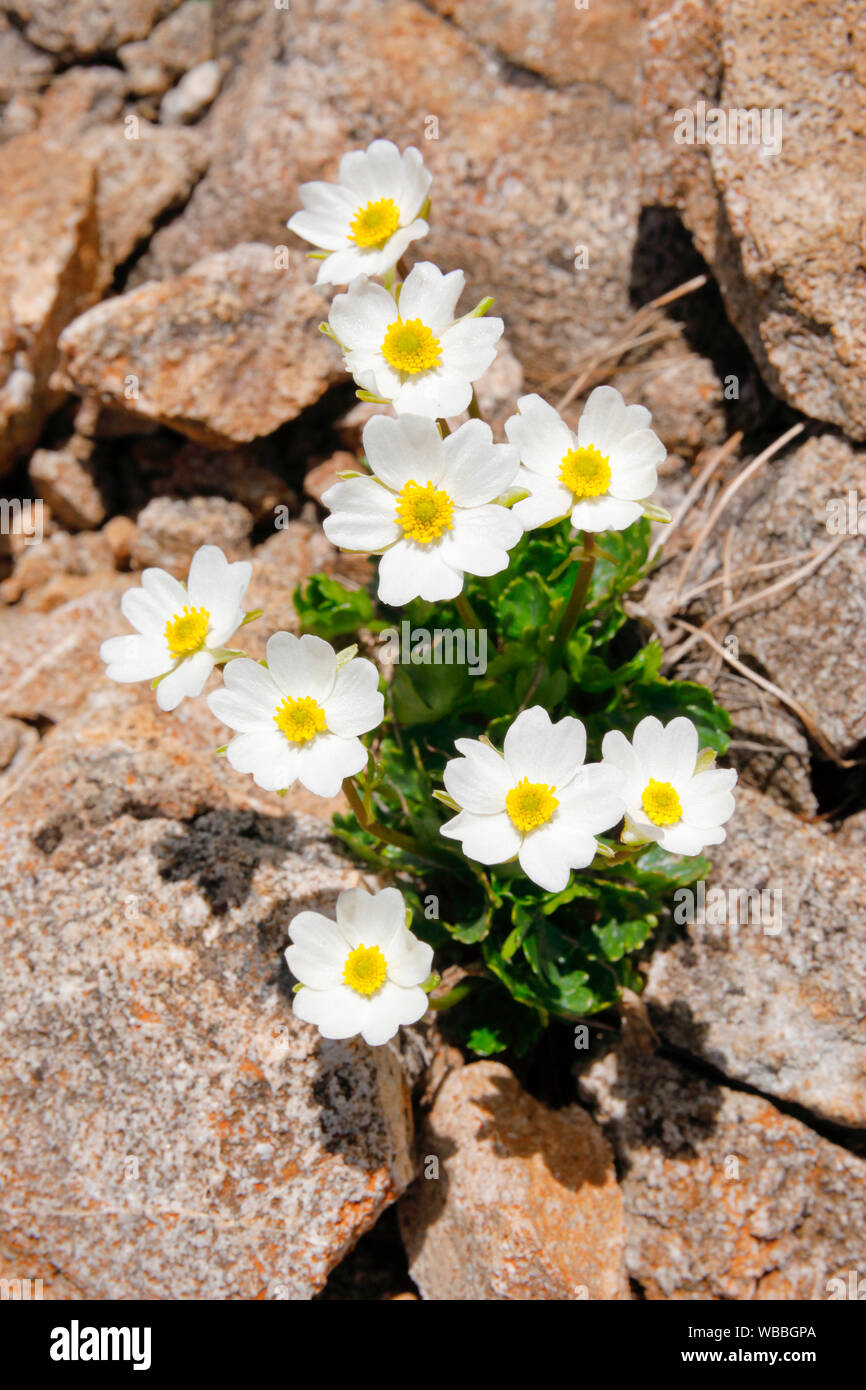 Alpine Buttercup (Ranunculus alpestris), flowering plant. Switzerland ...