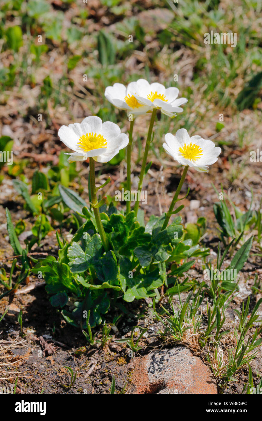Alpine Buttercup (Ranunculus alpestris), flowering plant. Switzerland ...
