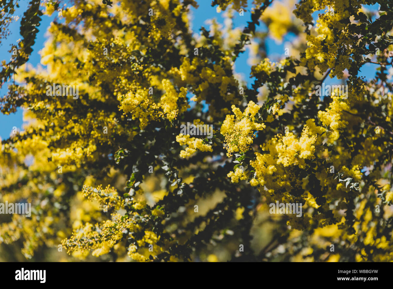 native Australian wattle tree about to bloom, the plant is also symbol ...