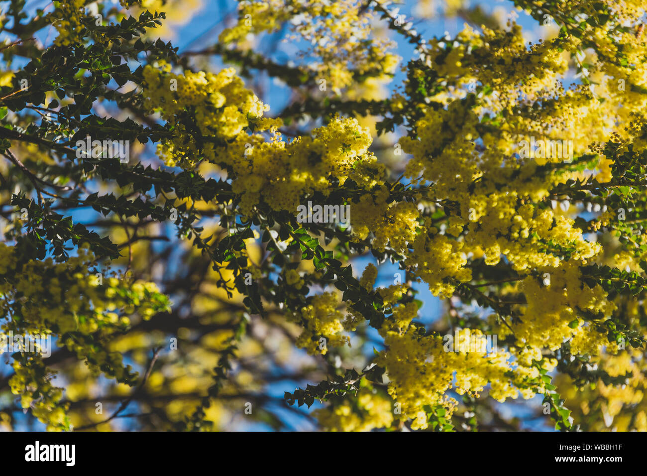 native Australian wattle tree about to bloom, the plant is also symbol ...