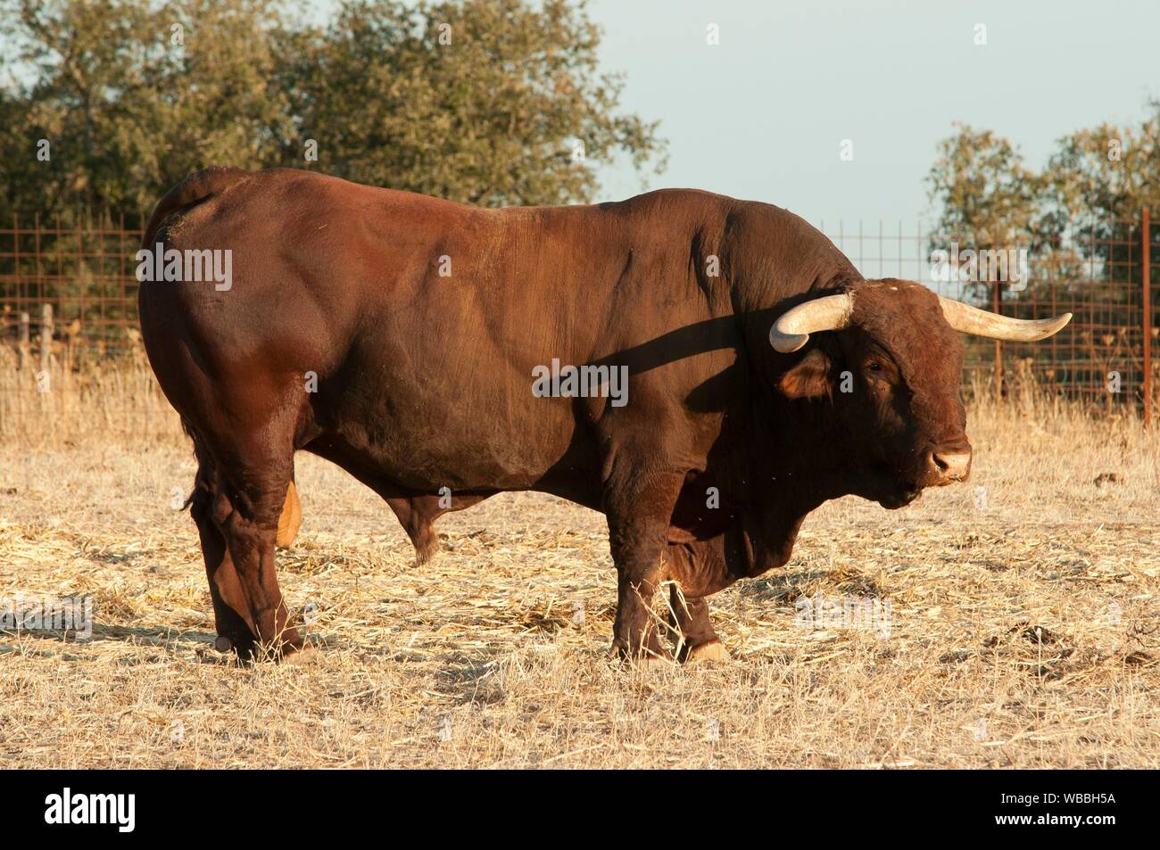 Bull oak hi-res stock photography and images - Alamy