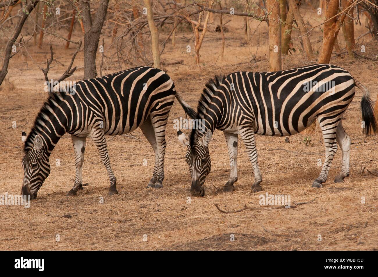 Bandia senegal hi-res stock photography and images - Alamy