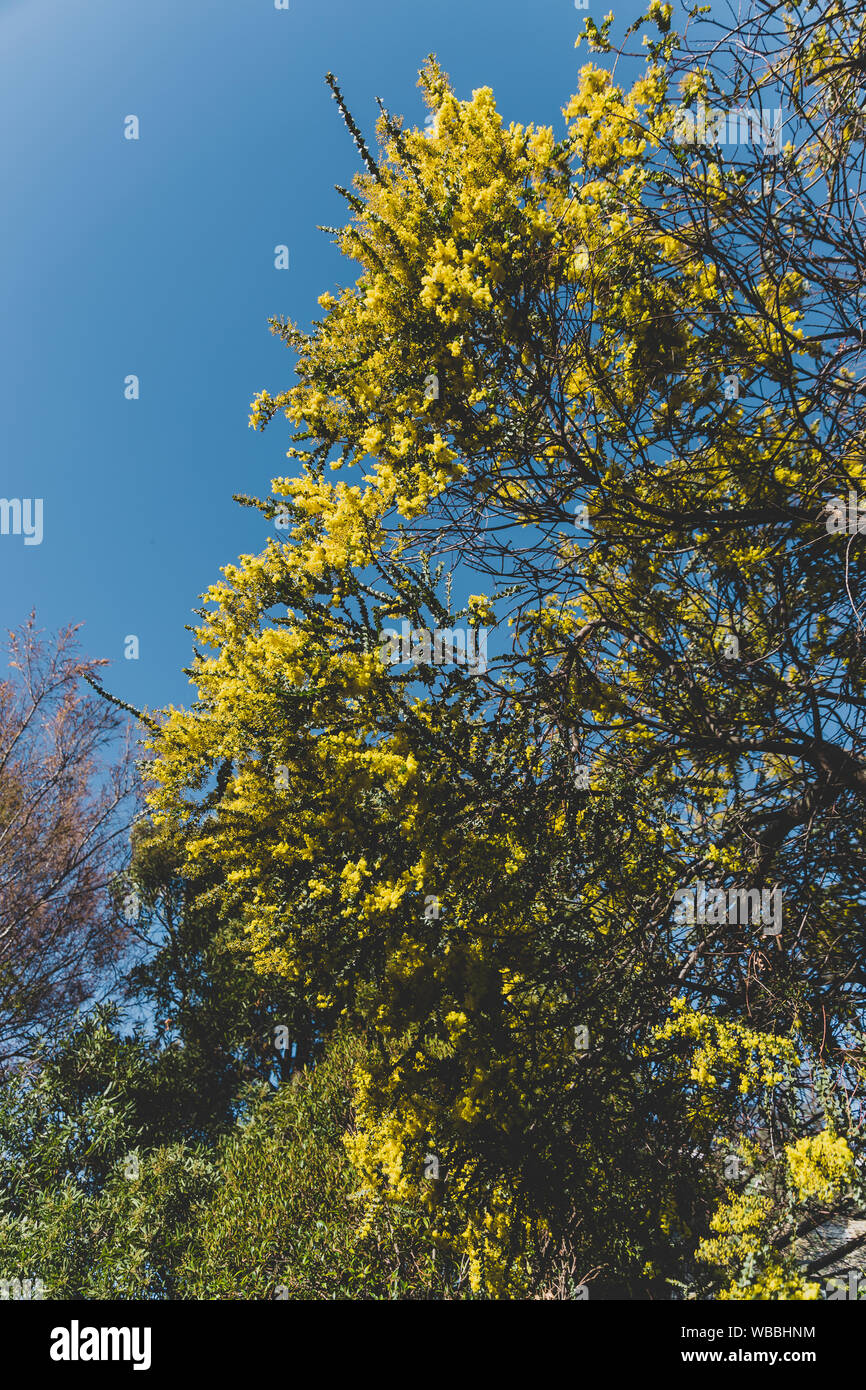native Australian wattle tree about to bloom, the plant is also symbol ...