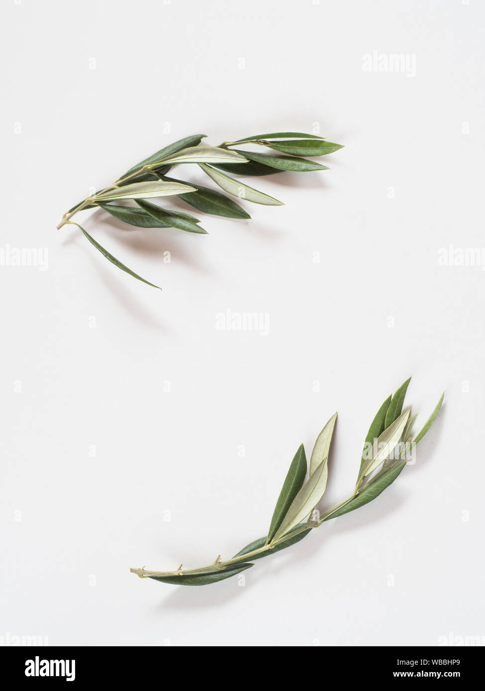 Two twig of olive tree on white background with copy space Stock Photo ...