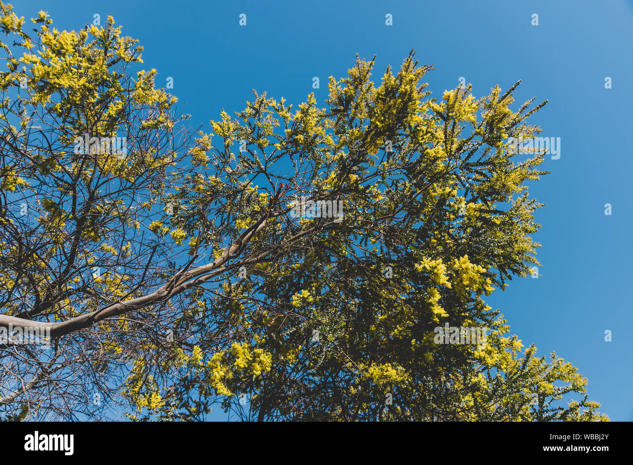 native Australian wattle tree about to bloom, the plant is also symbol ...