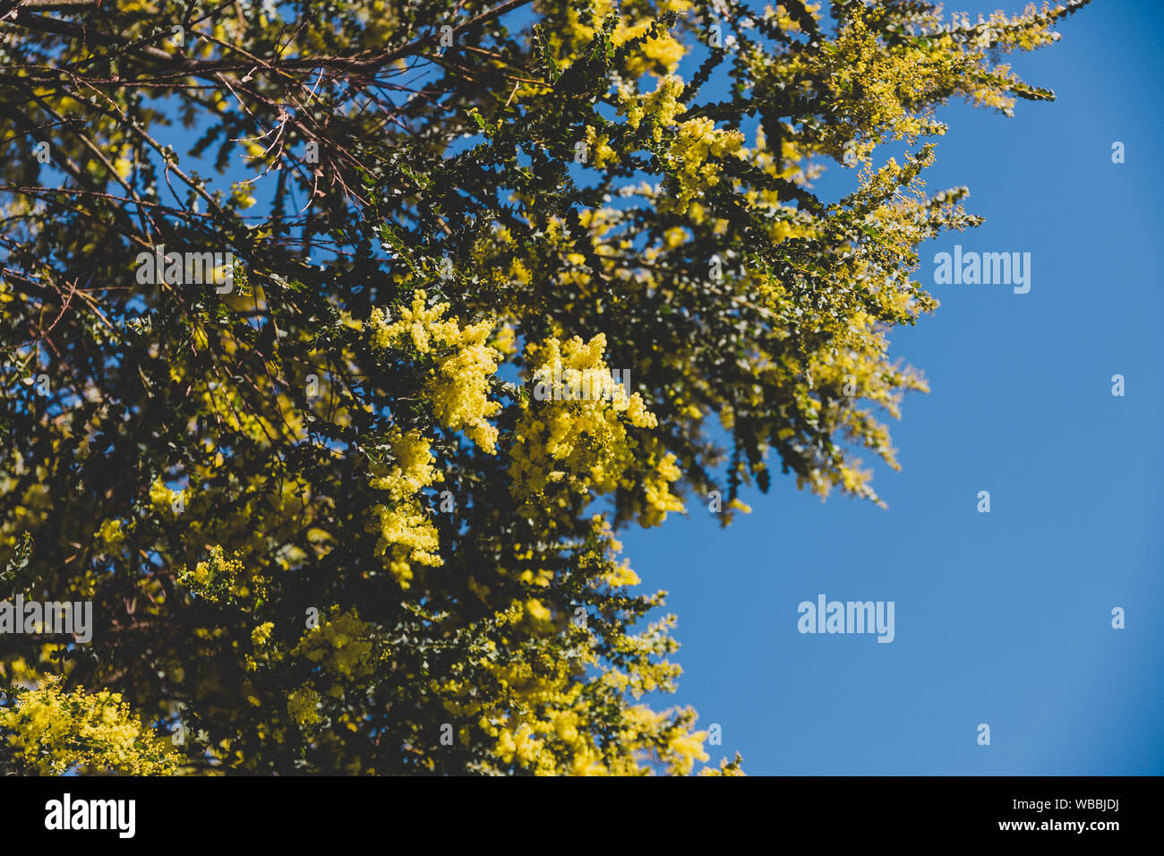 native Australian wattle tree about to bloom, the plant is also symbol ...