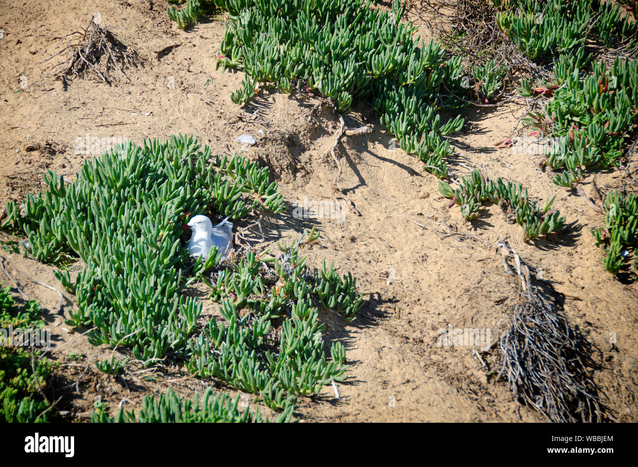 Nests in a shallow scrape hi-res stock photography and images - Alamy