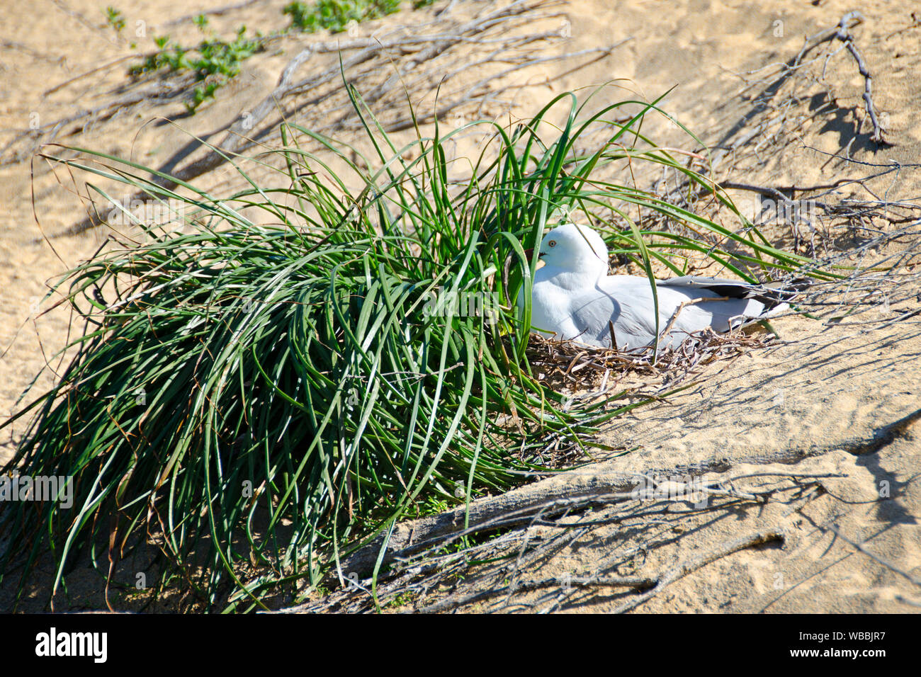 Nests in a shallow scrape hi-res stock photography and images - Alamy