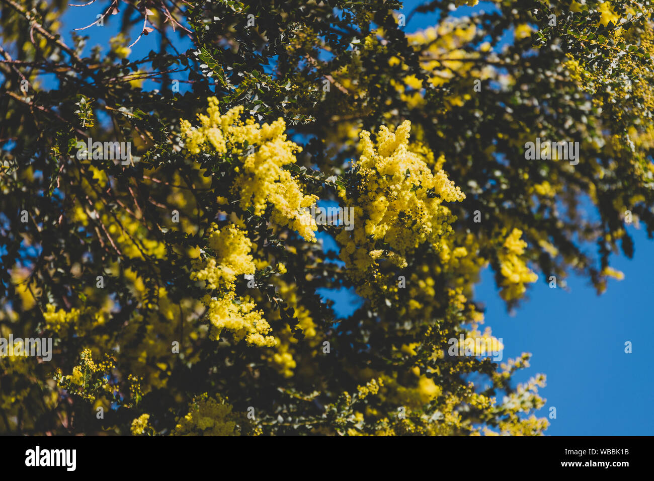 native Australian wattle tree about to bloom, the plant is also symbol ...