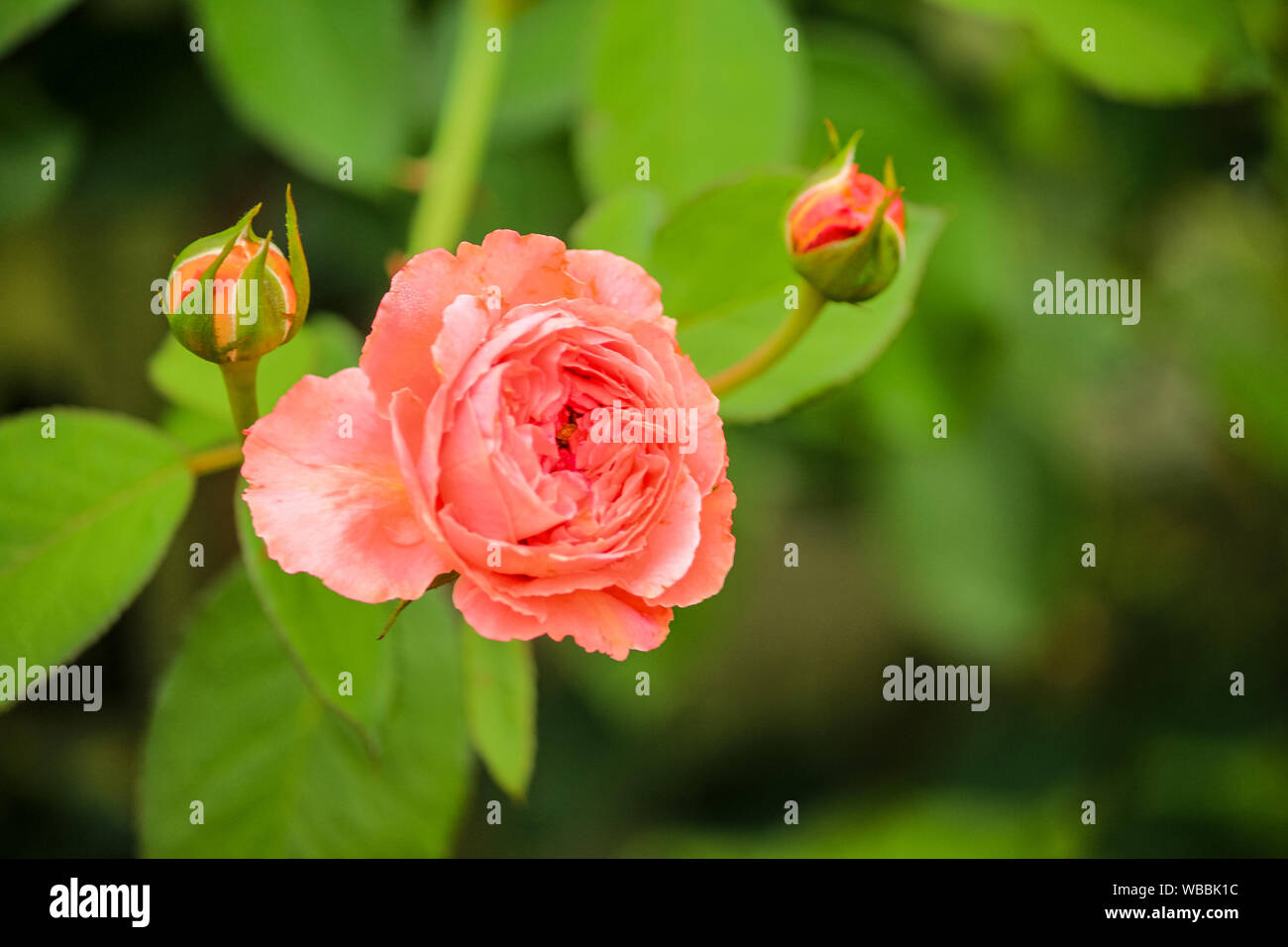 Coral colored rose flowers Stock Photo - Alamy