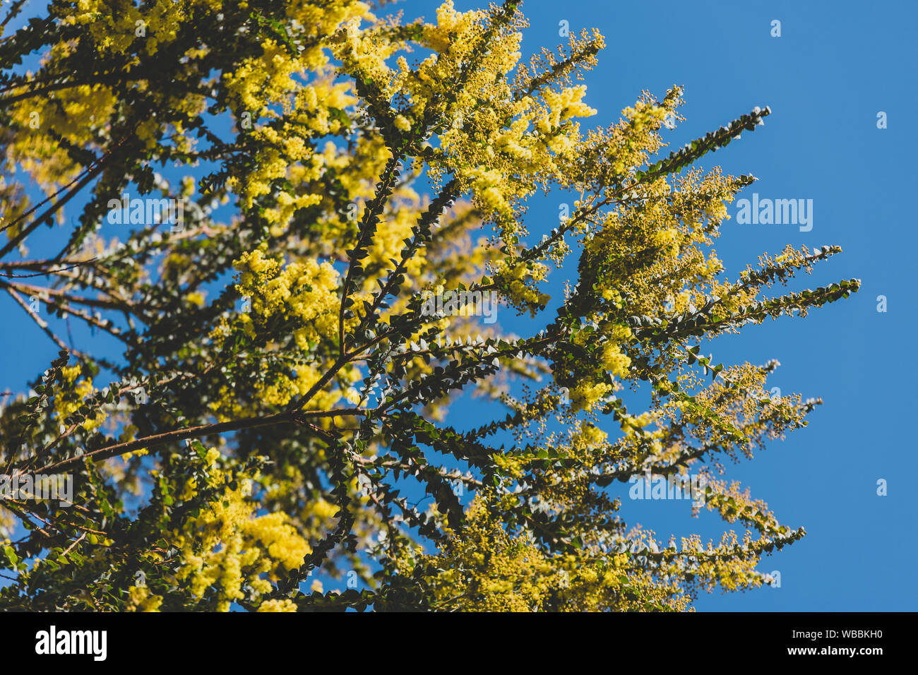 native Australian wattle tree about to bloom, the plant is also symbol ...