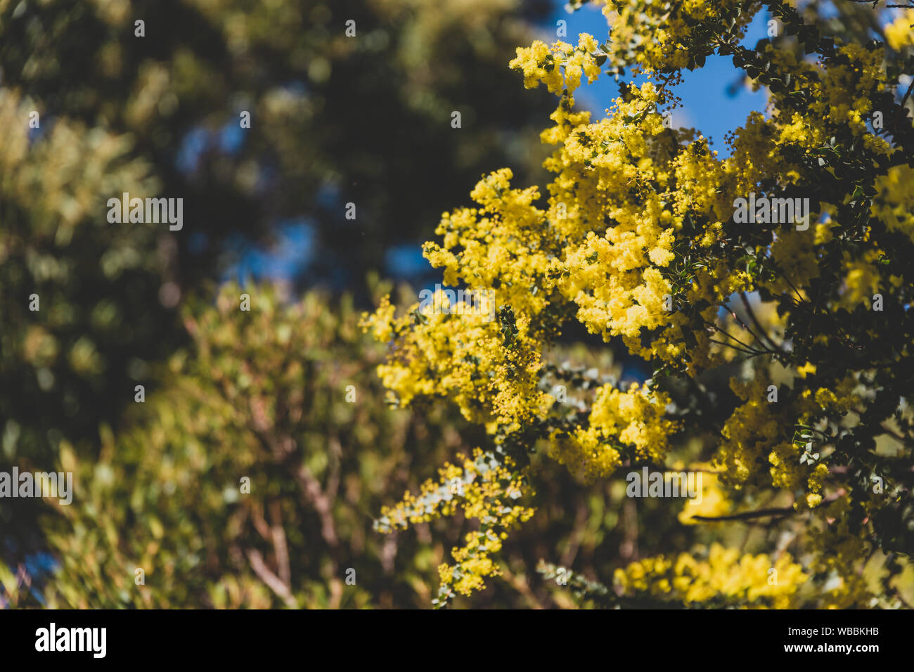 native Australian wattle tree about to bloom, the plant is also symbol ...