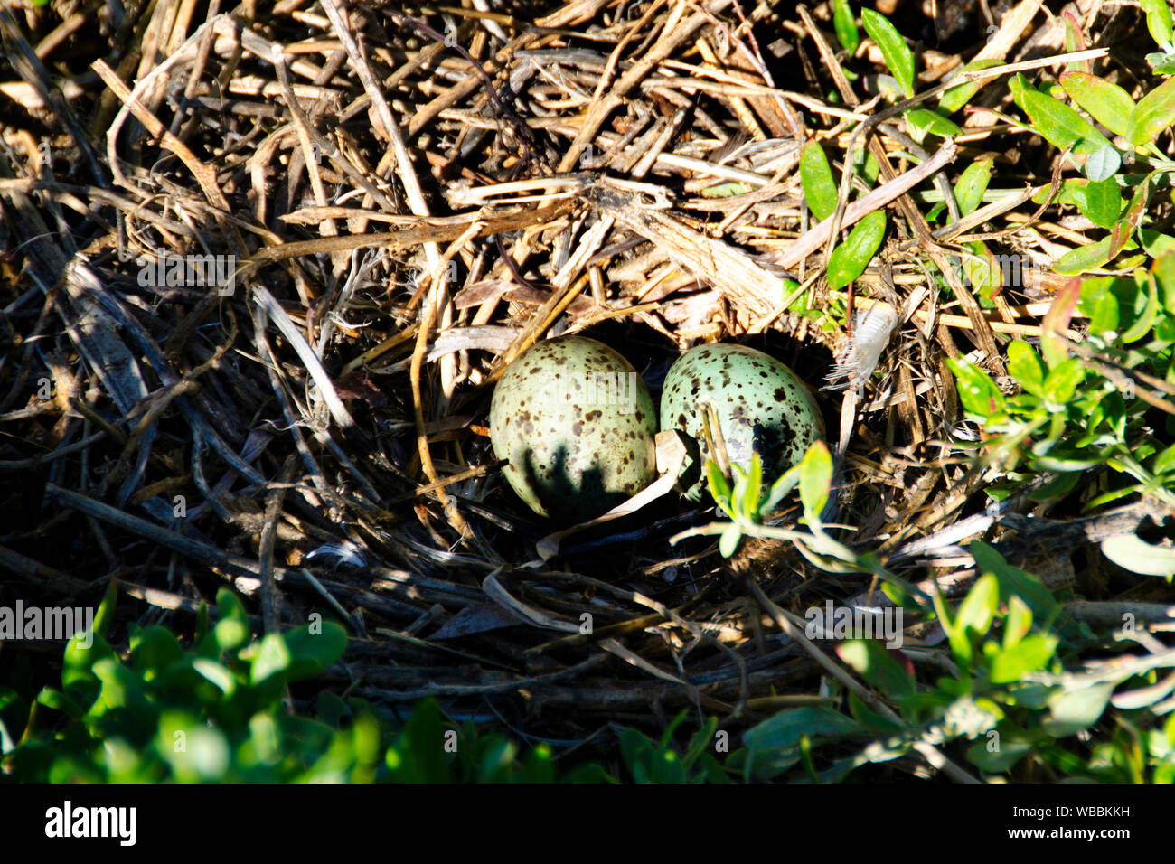 Gulls eggs hi-res stock photography and images - Alamy