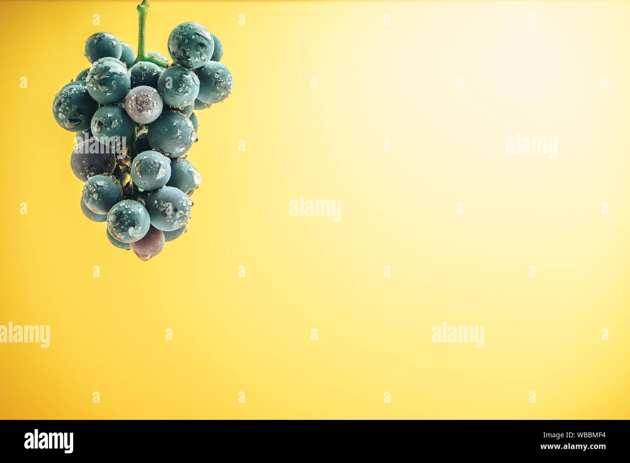 Beautiful wine violet grapes on a yellow wall background Stock Photo ...