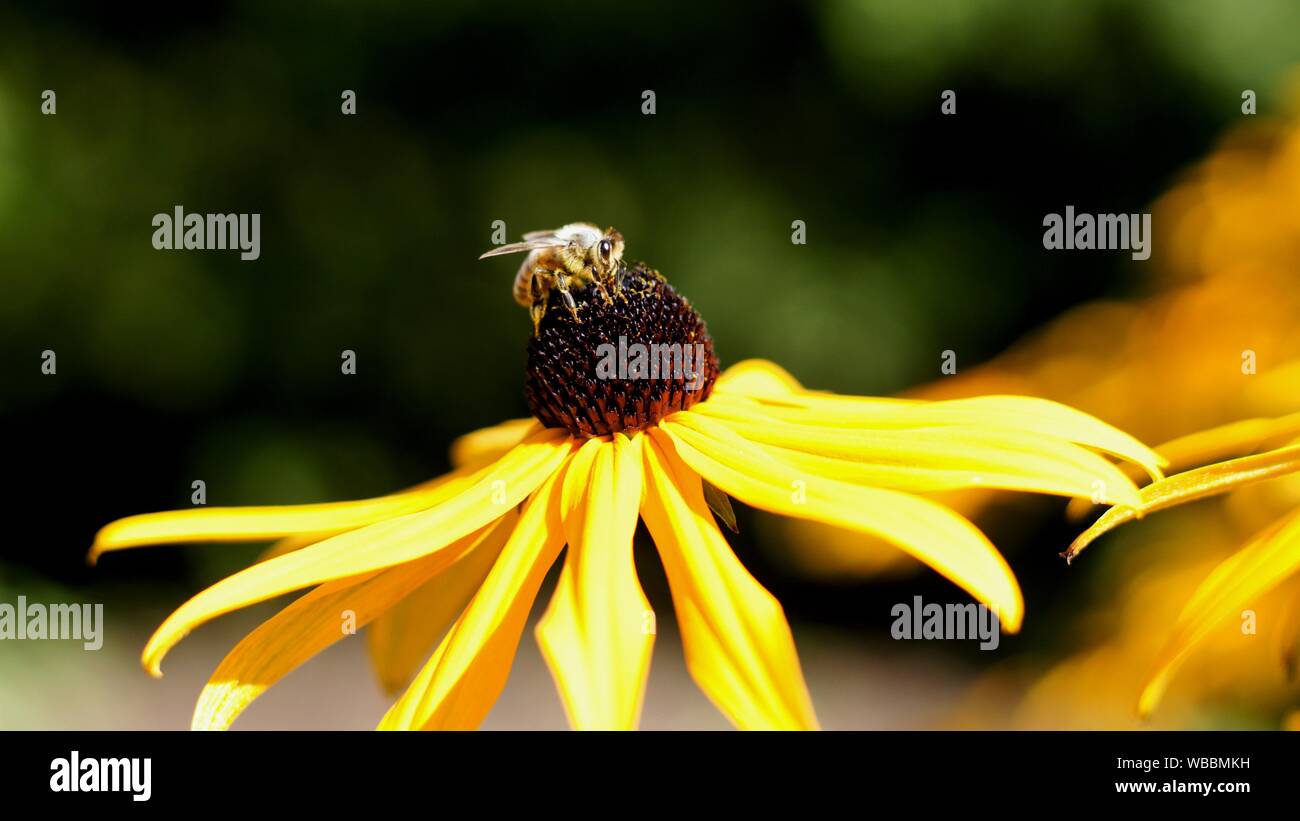 Bee pollination hi-res stock photography and images - Alamy