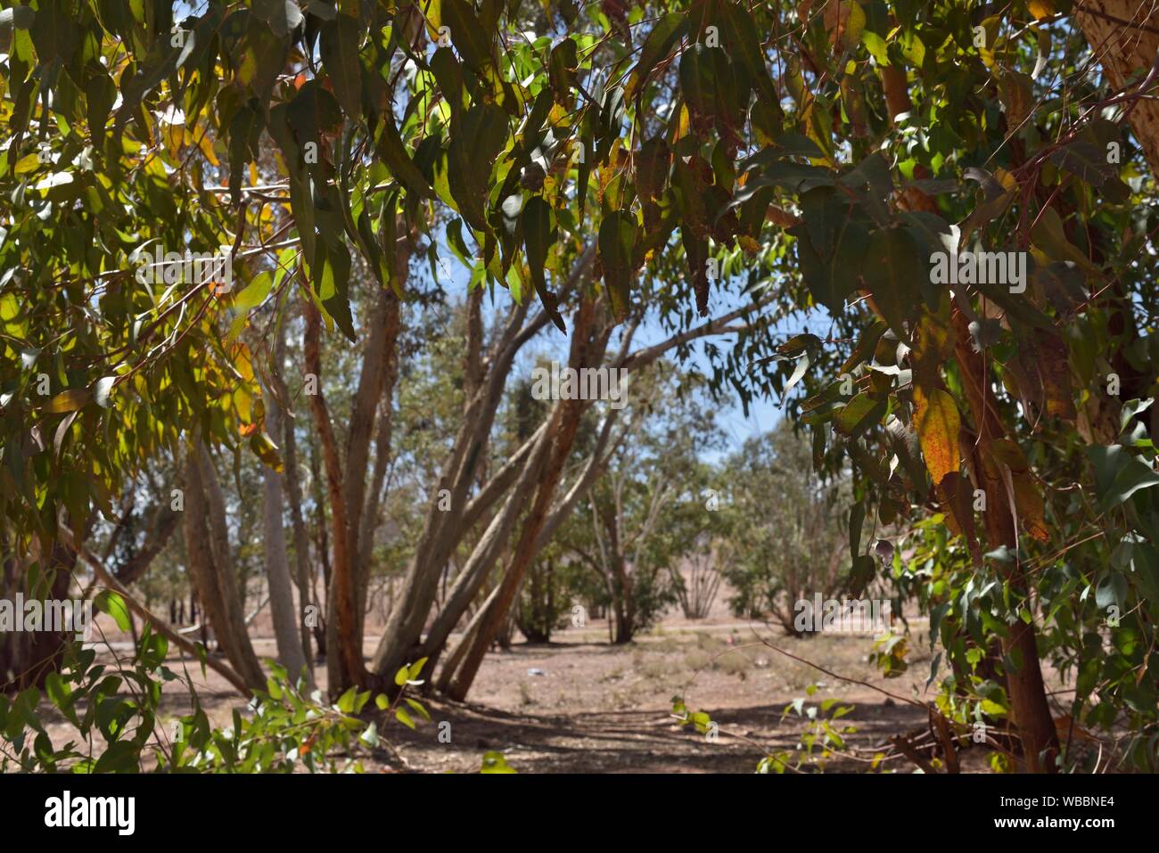 Eucalyptus tree morocco hi-res stock photography and images - Alamy