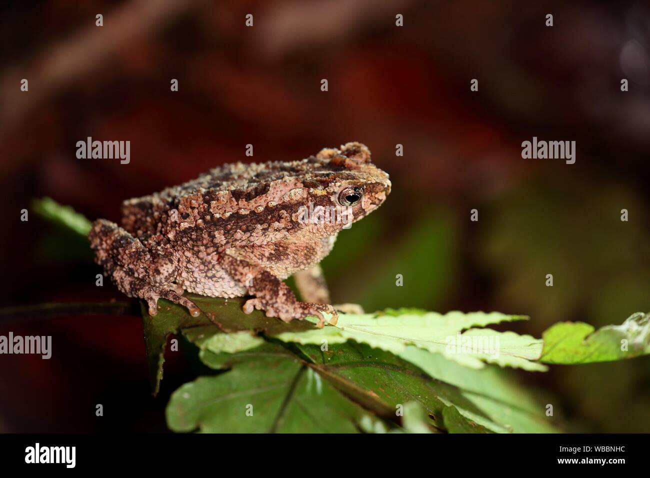 Far eastern tree frog hi-res stock photography and images - Alamy