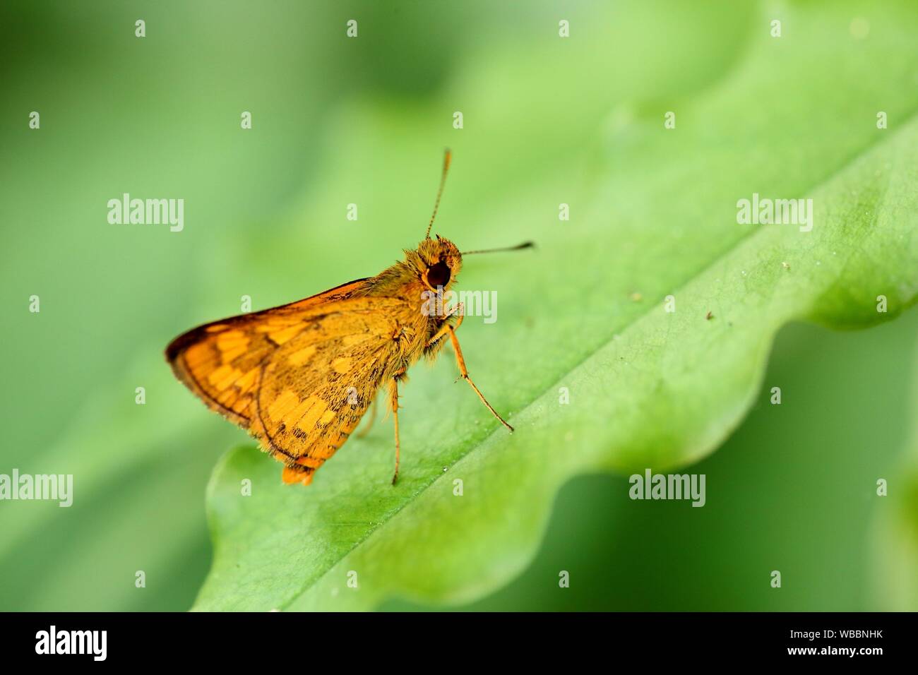 Lesser dart hi-res stock photography and images - Alamy