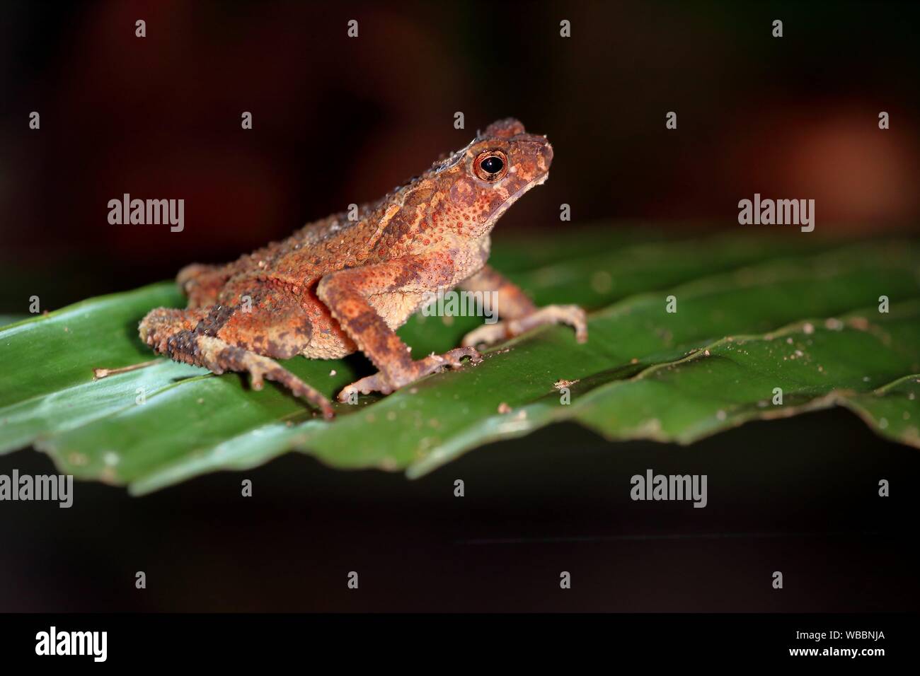 Borneo rainforest frog hi-res stock photography and images - Alamy