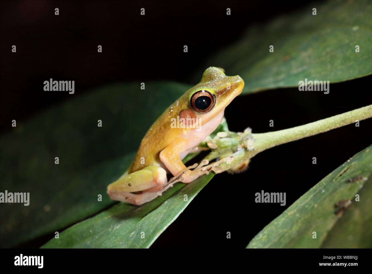 Malaysian borneo frog hi-res stock photography and images - Alamy