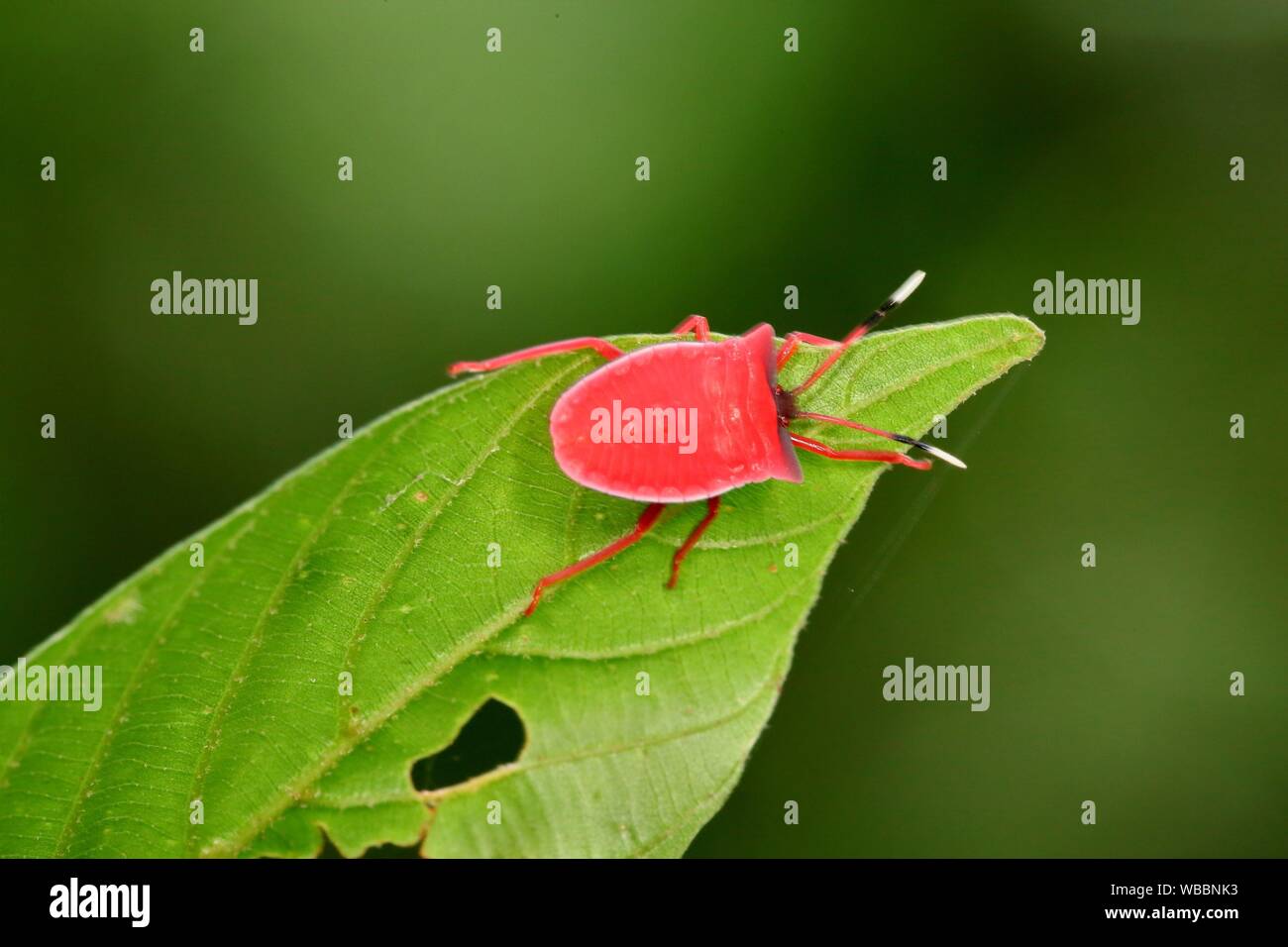 Red nymphs hi-res stock photography and images - Alamy