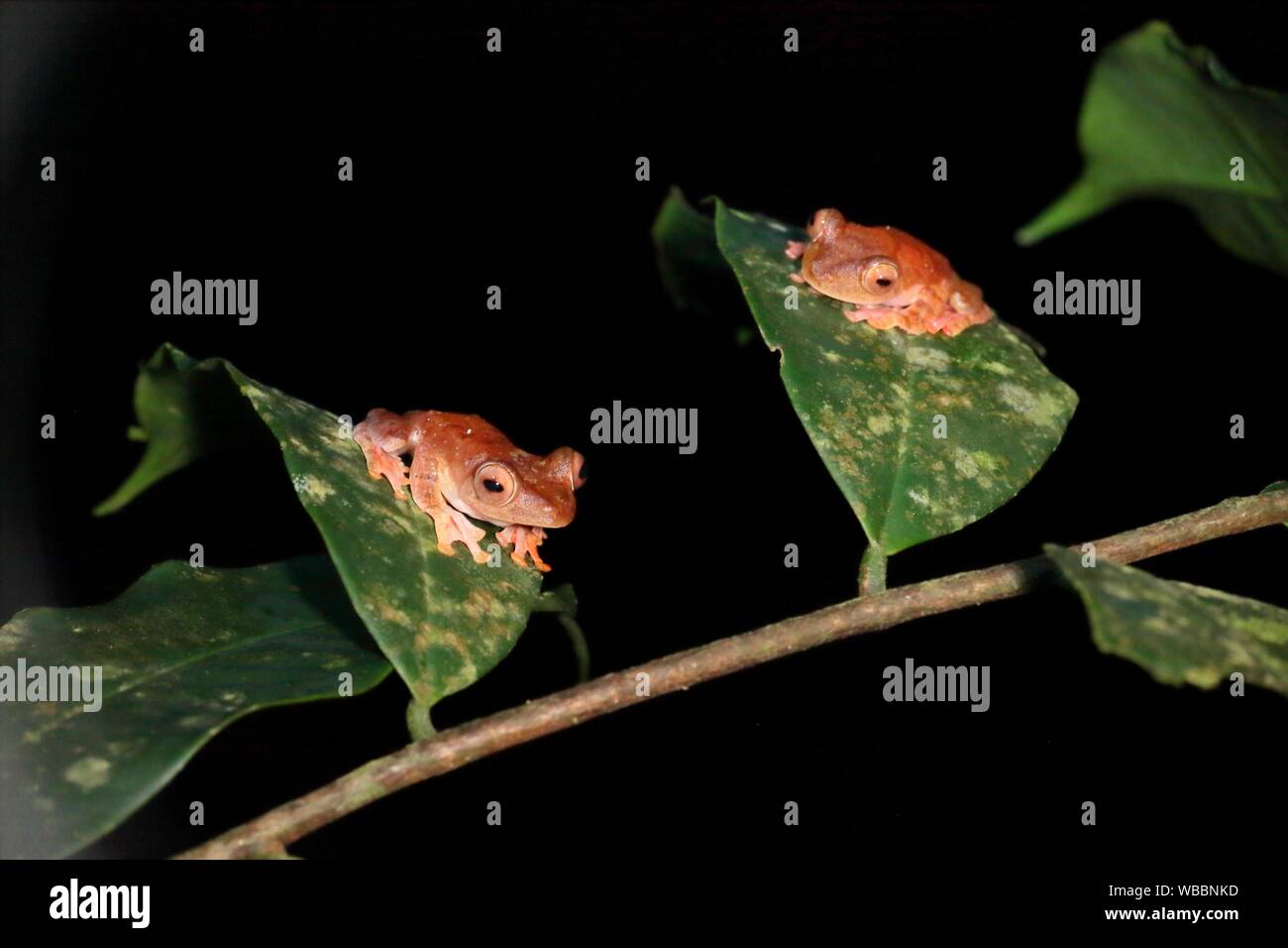 Malaysian flying frog hi-res stock photography and images - Alamy