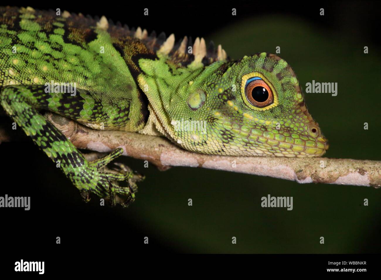 Chameleon forest dragon hi-res stock photography and images - Alamy