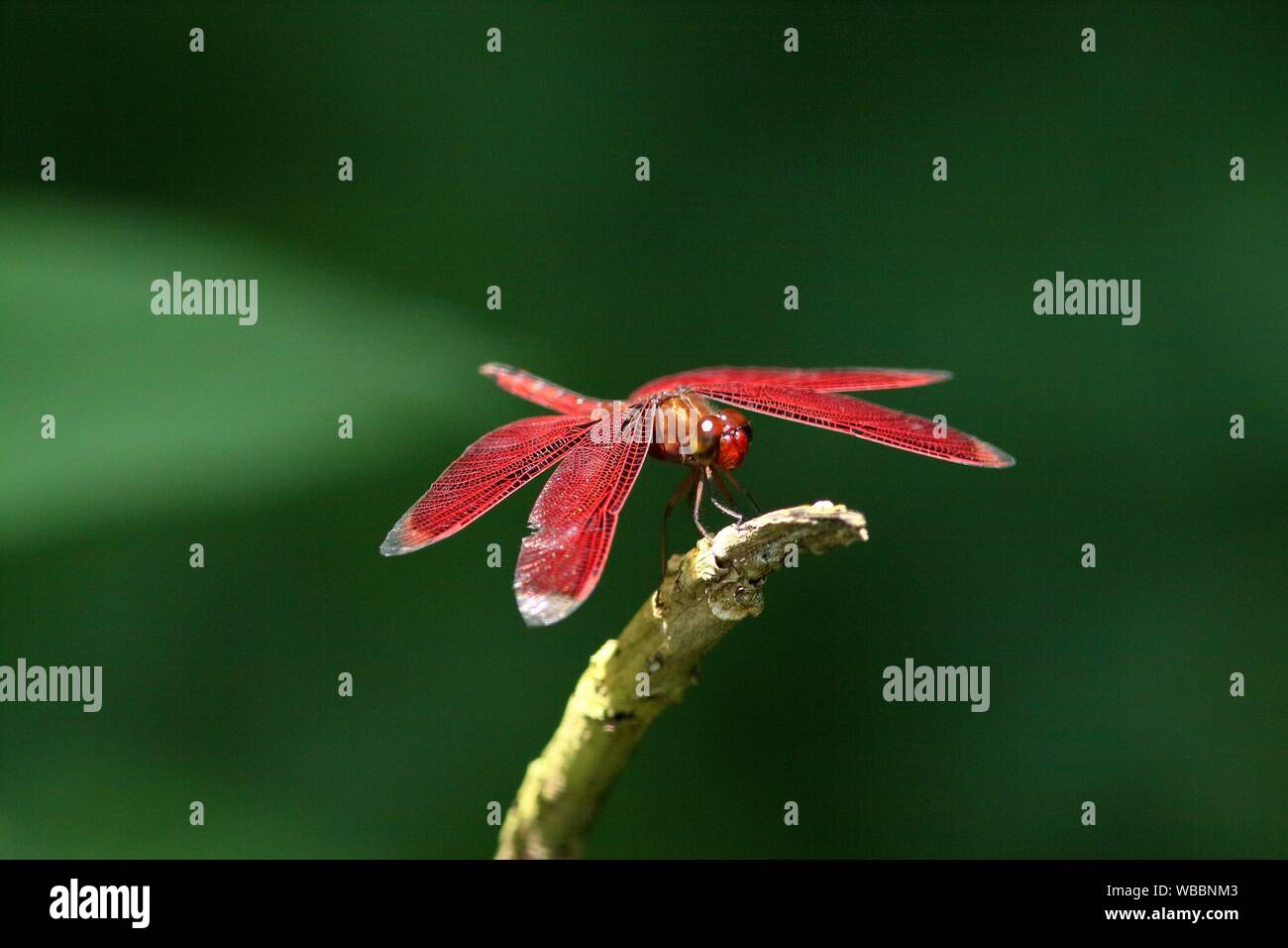 Female Variable Damselfly High Resolution Stock Photography and Images ...