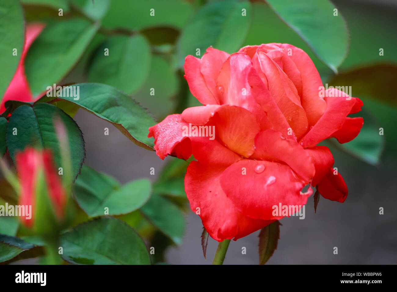 Hybrid tea rose cary grant hi-res stock photography and images - Alamy