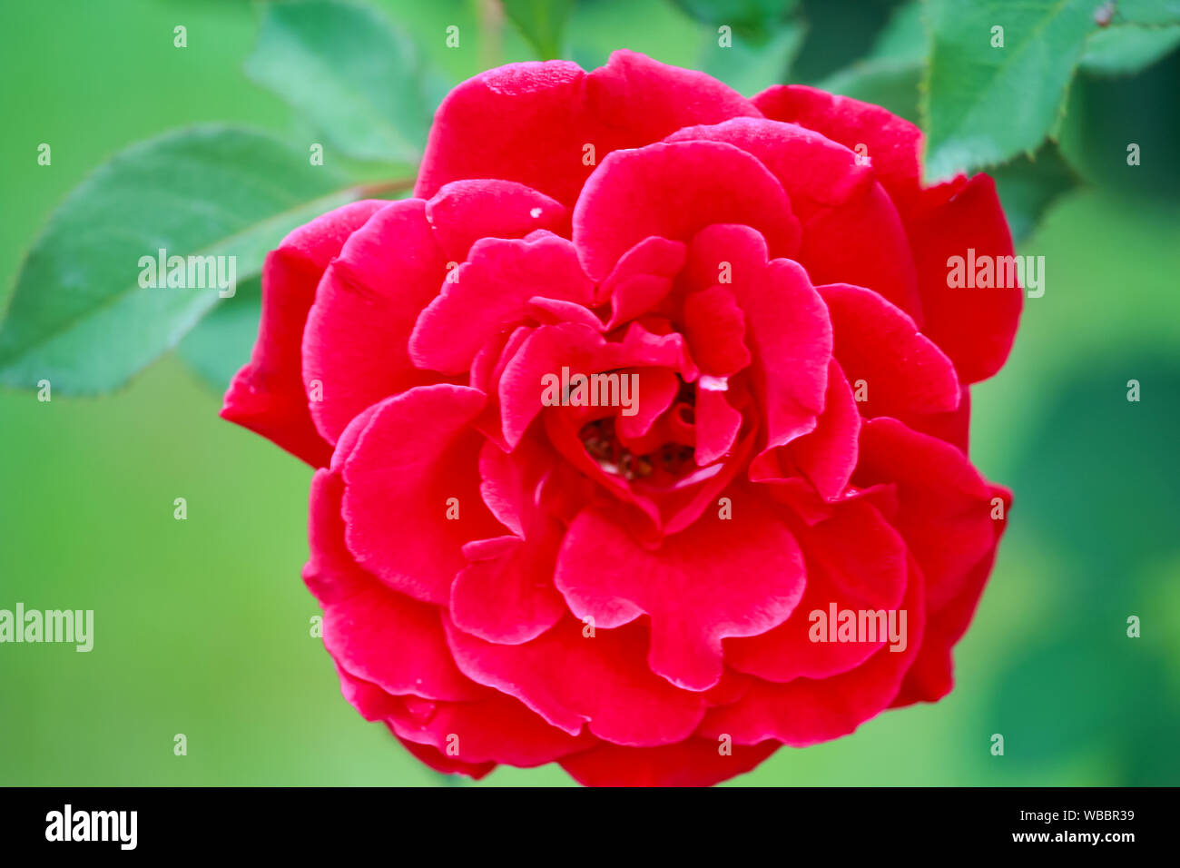 Don rose hi-res stock photography and images - Alamy