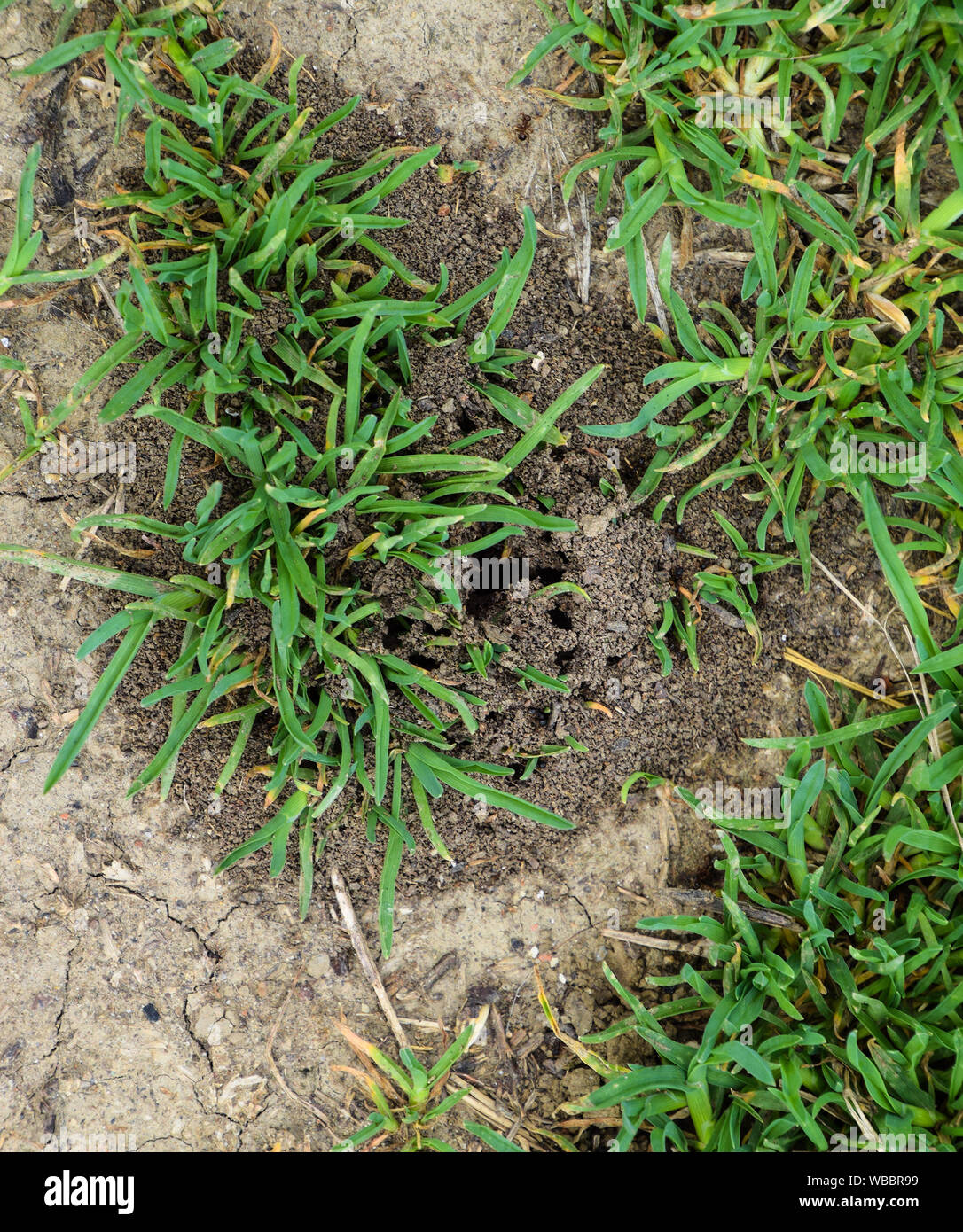 Mounds of earth over the entrance to the nest excavation wasps. Colonia ...