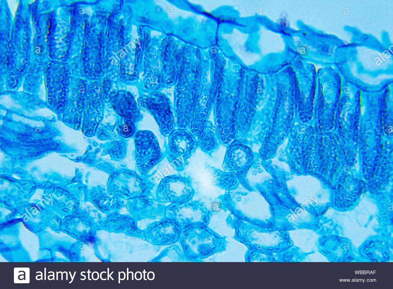 Leaf Cell Microscope High Resolution Stock Photography and Images - Alamy