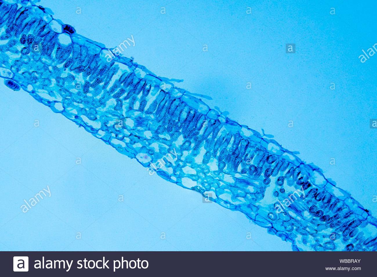 Leaf Cell Microscope High Resolution Stock Photography and Images - Alamy