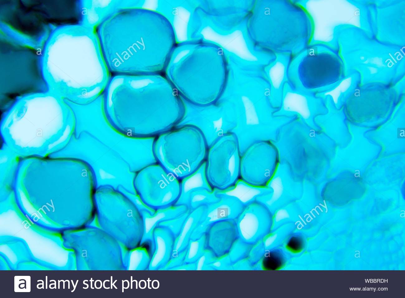 Leaf Cell Microscope High Resolution Stock Photography and Images - Alamy