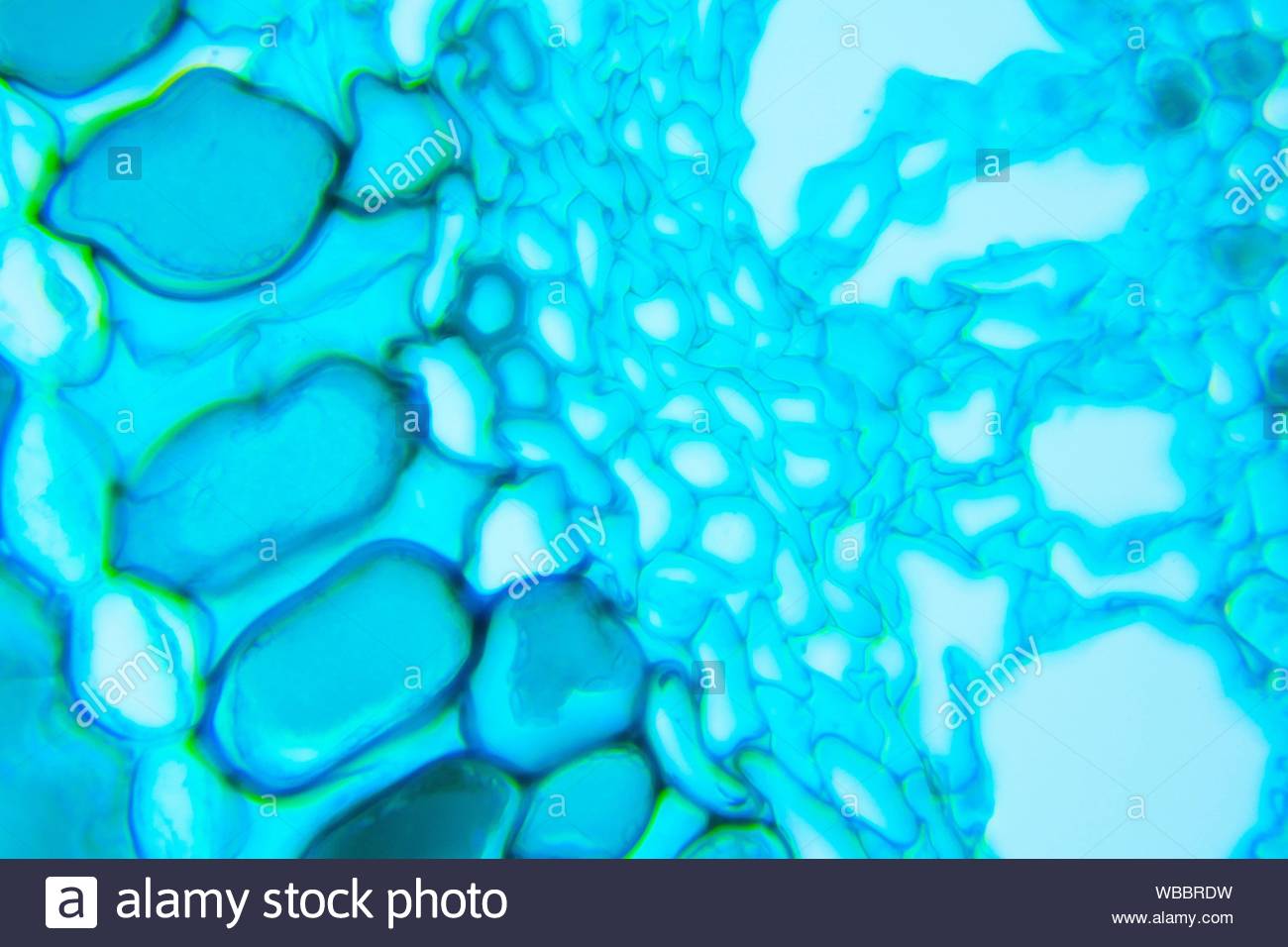 Leaf Cell Microscope High Resolution Stock Photography and Images - Alamy