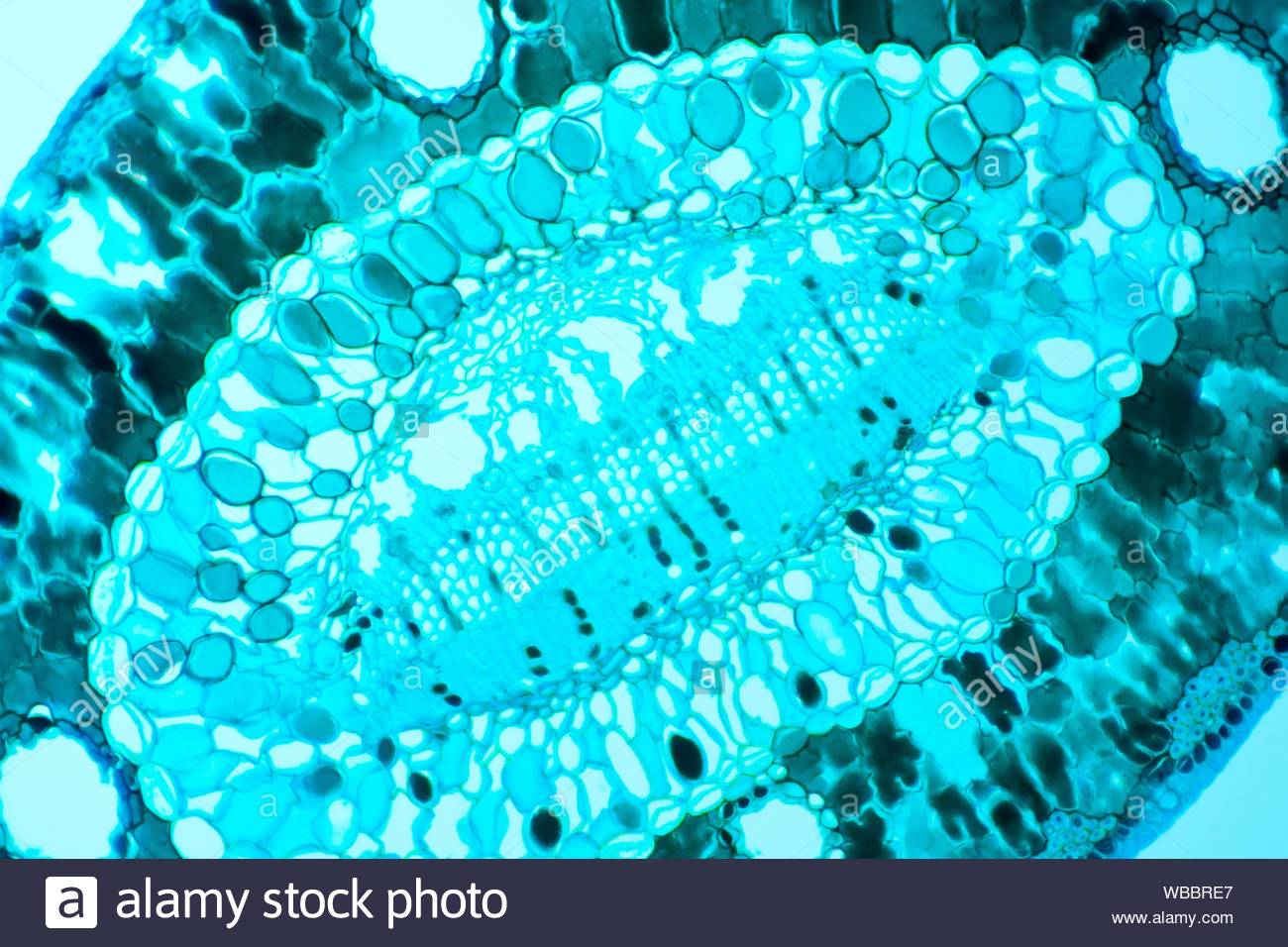 Leaf Cell Microscope High Resolution Stock Photography and Images - Alamy