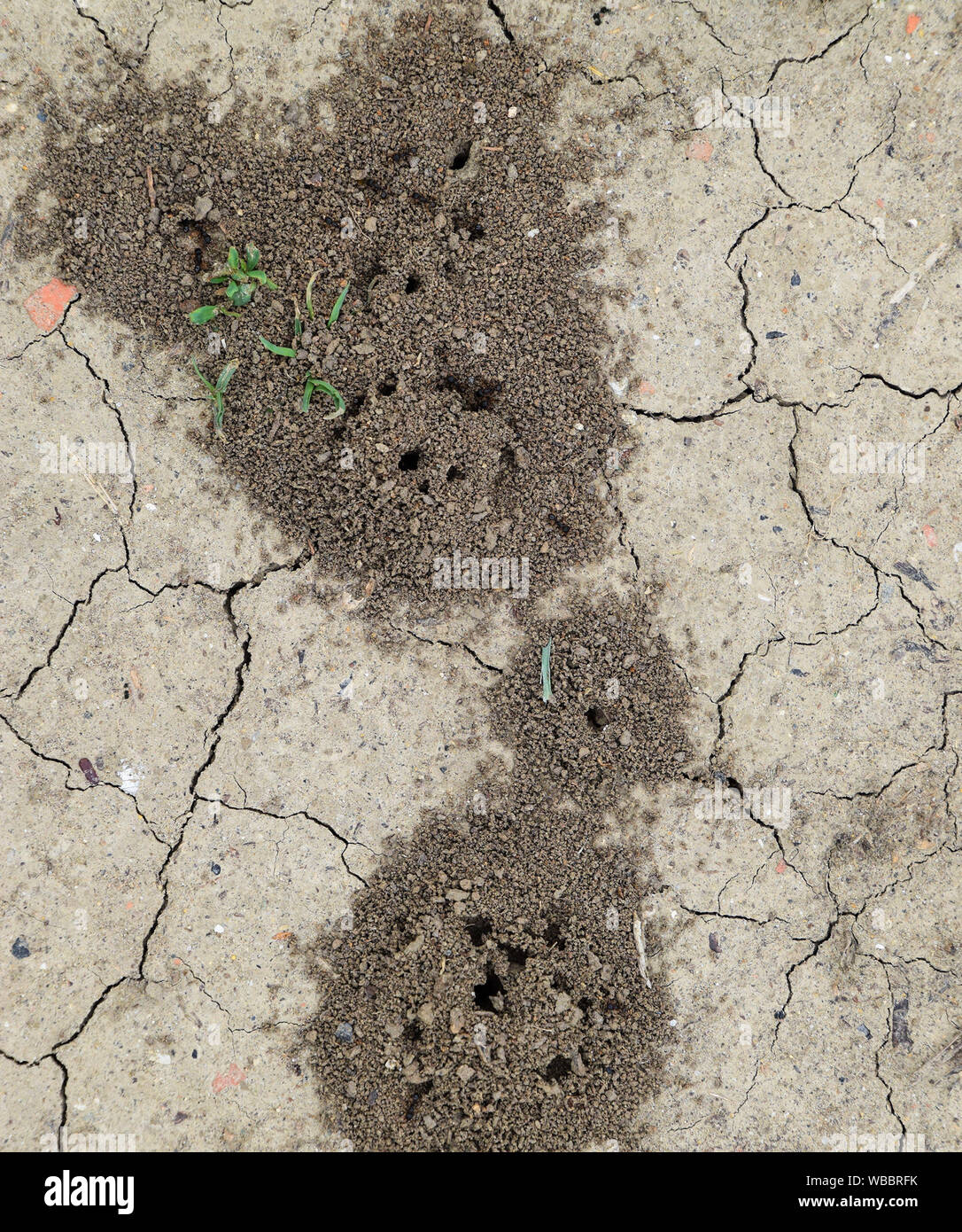 Mounds of earth over the entrance to the nest excavation wasps. Colonia ...
