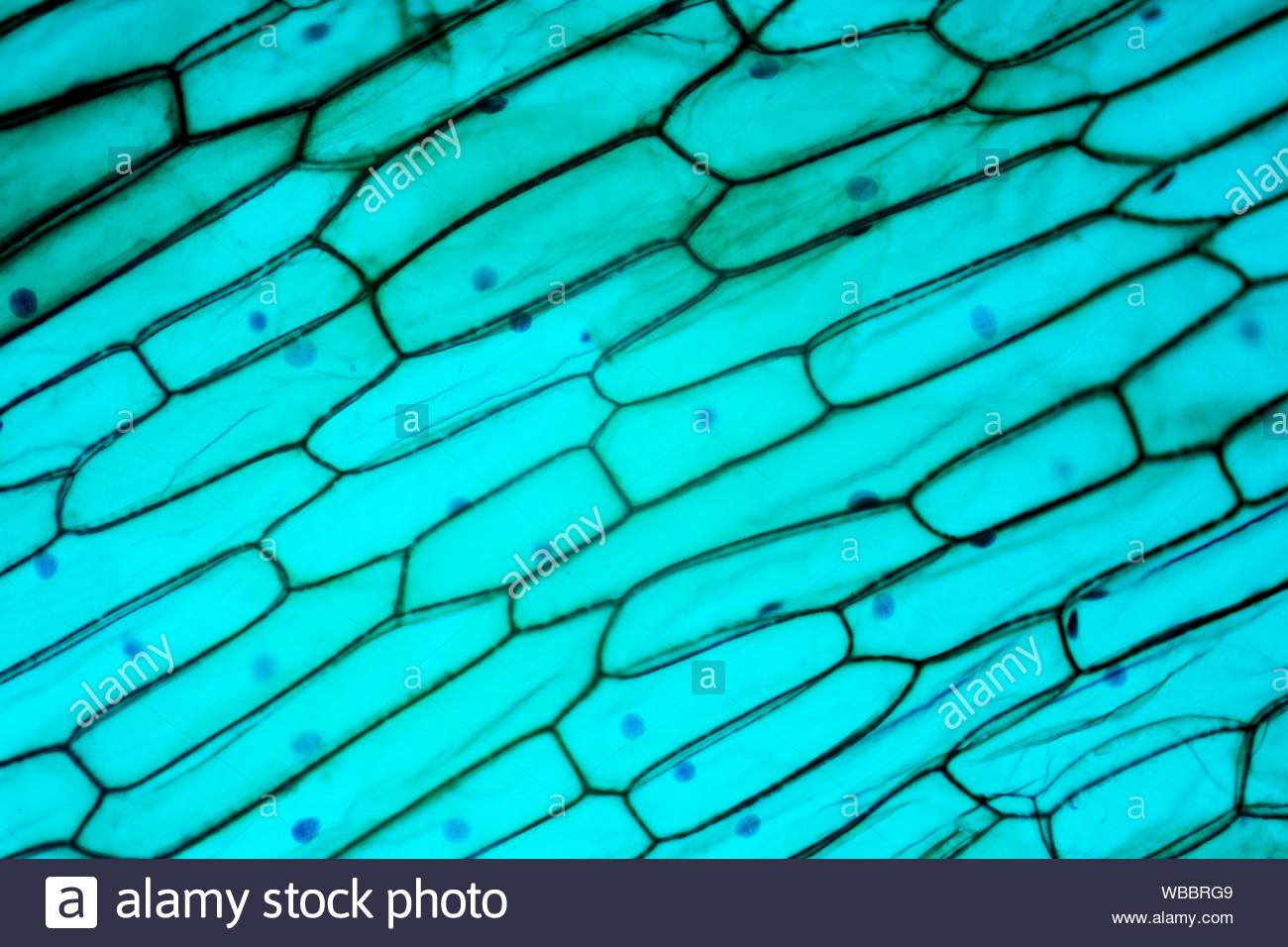 Hydrilla Stock Photos & Hydrilla Stock Images - Alamy