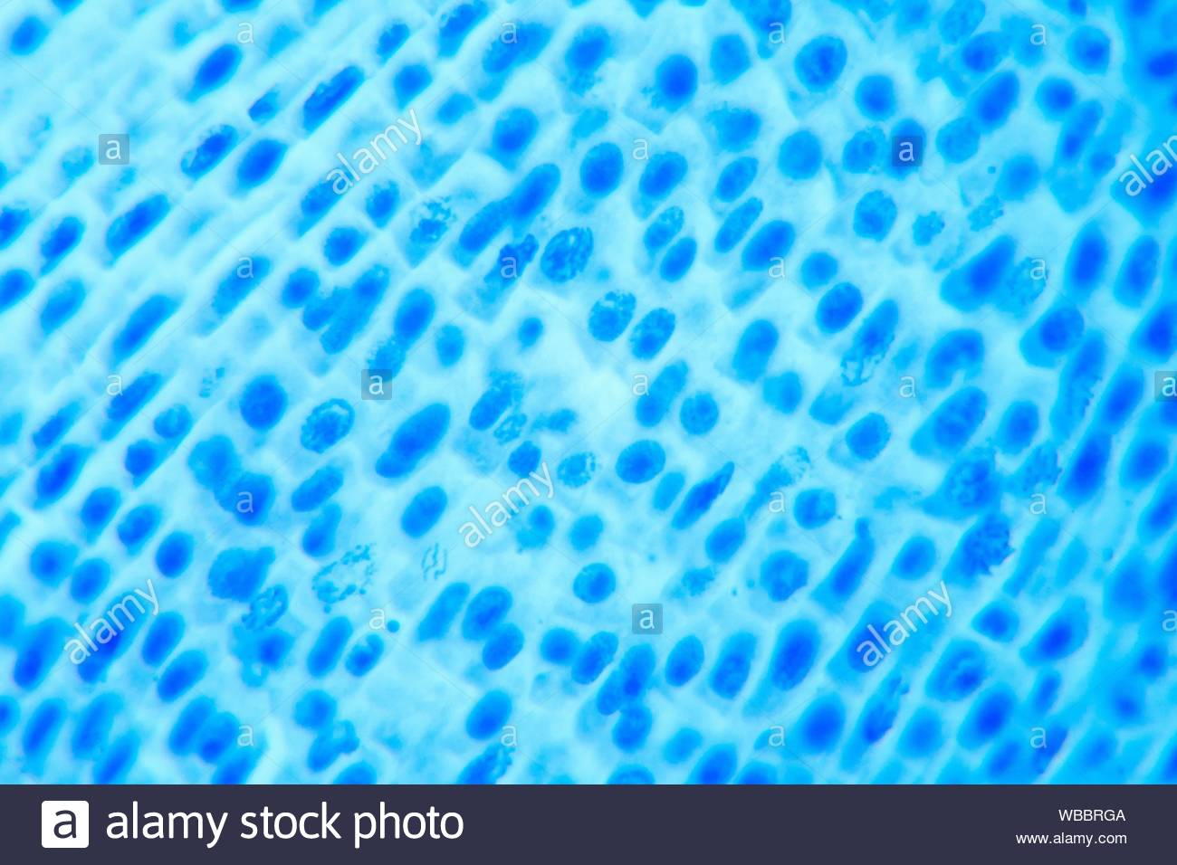 Meristem Stock Photos & Meristem Stock Images - Alamy