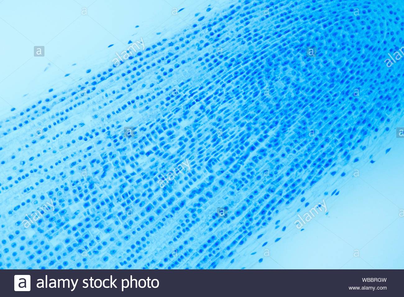 Meristem Stock Photos & Meristem Stock Images - Alamy