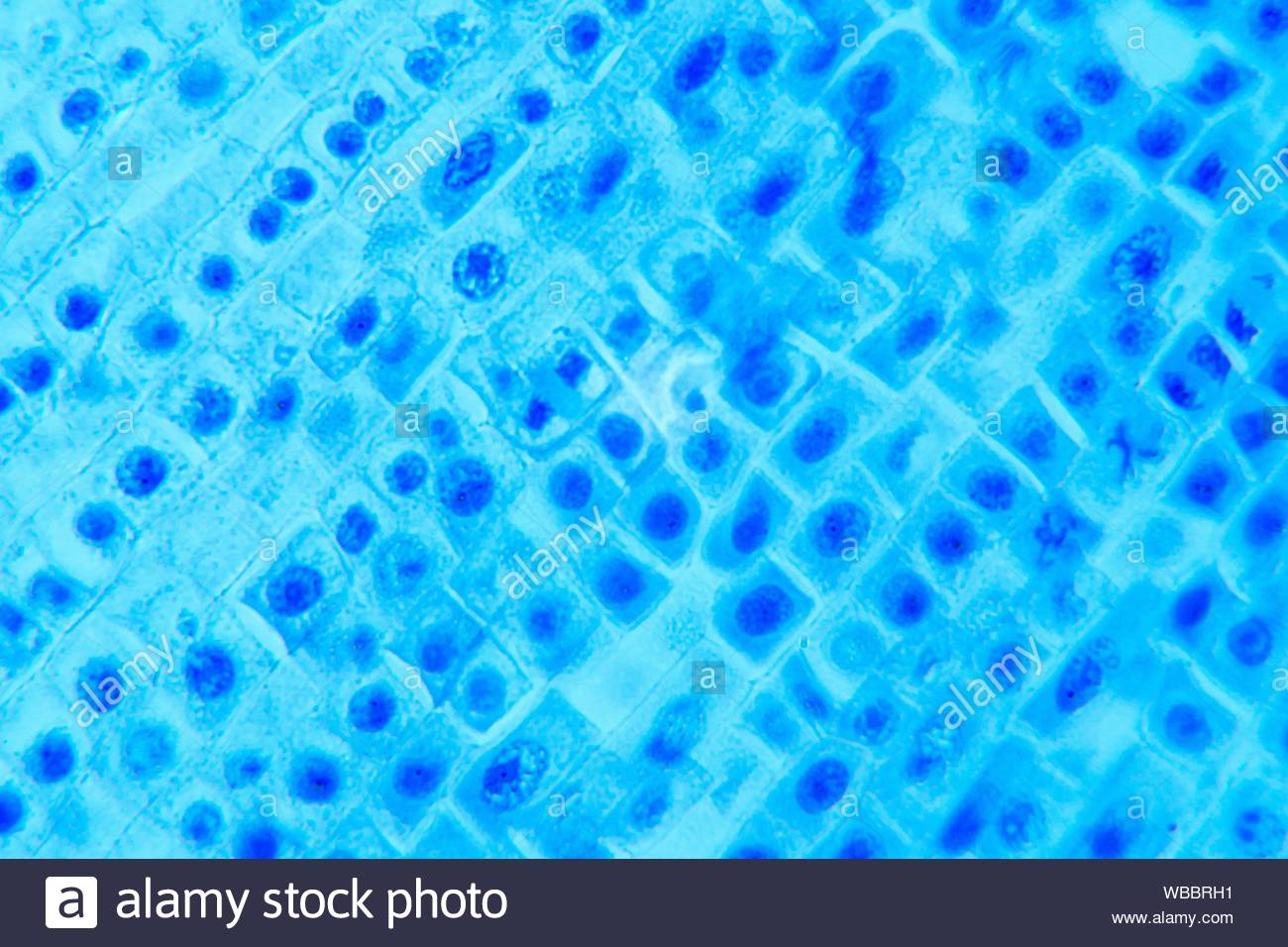 Root Detail High Resolution Stock Photography and Images - Alamy