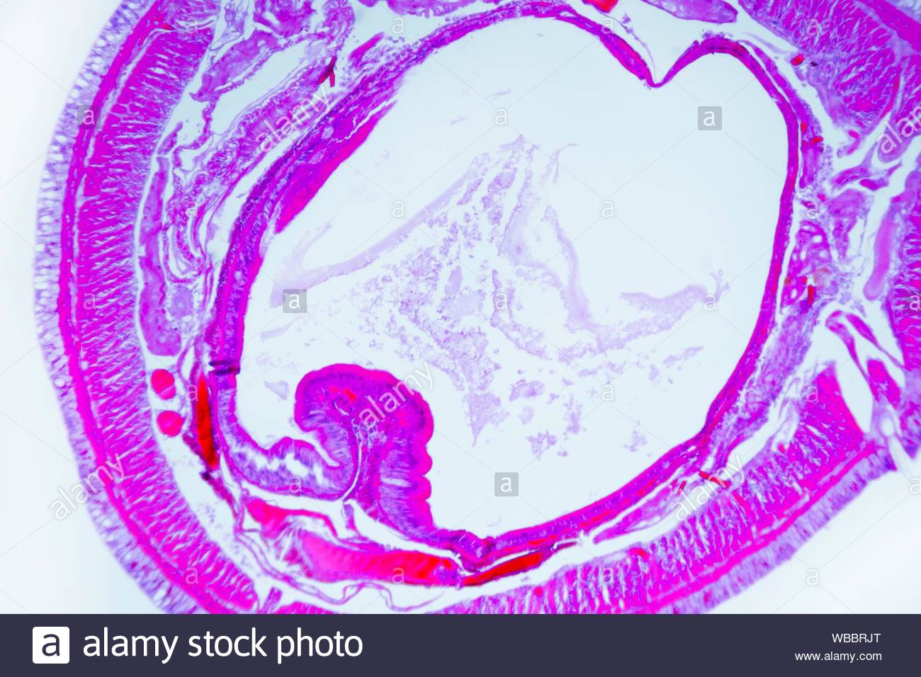 Wildlife Biology High Resolution Stock Photography and Images - Alamy