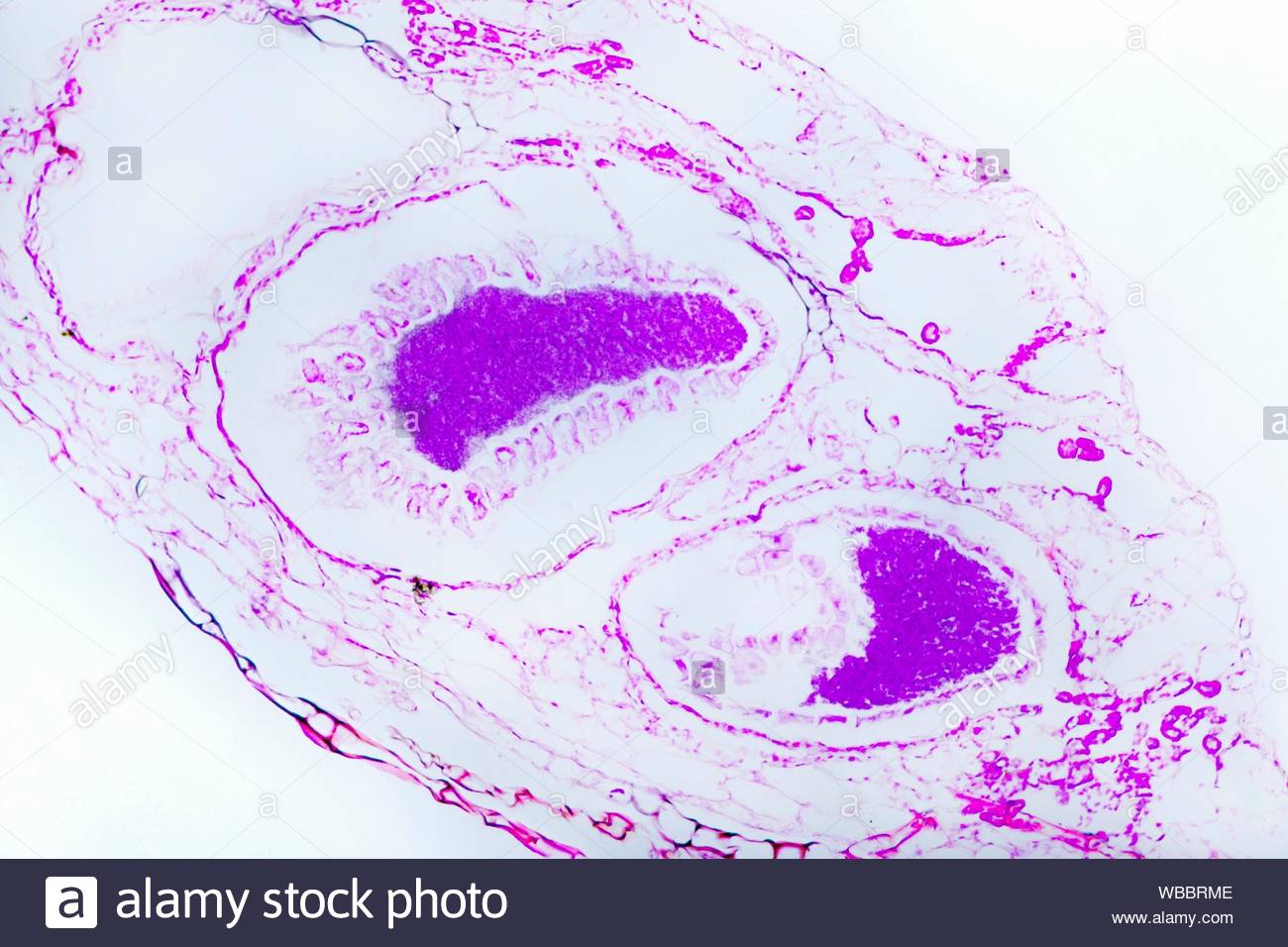 Hydra Microscope Stock Photos & Hydra Microscope Stock Images - Alamy