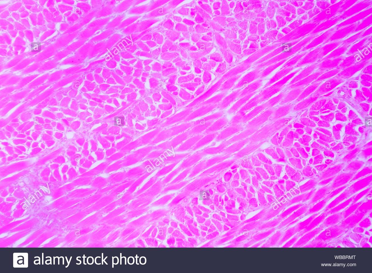 Taste Bud Stock Photos & Taste Bud Stock Images - Alamy