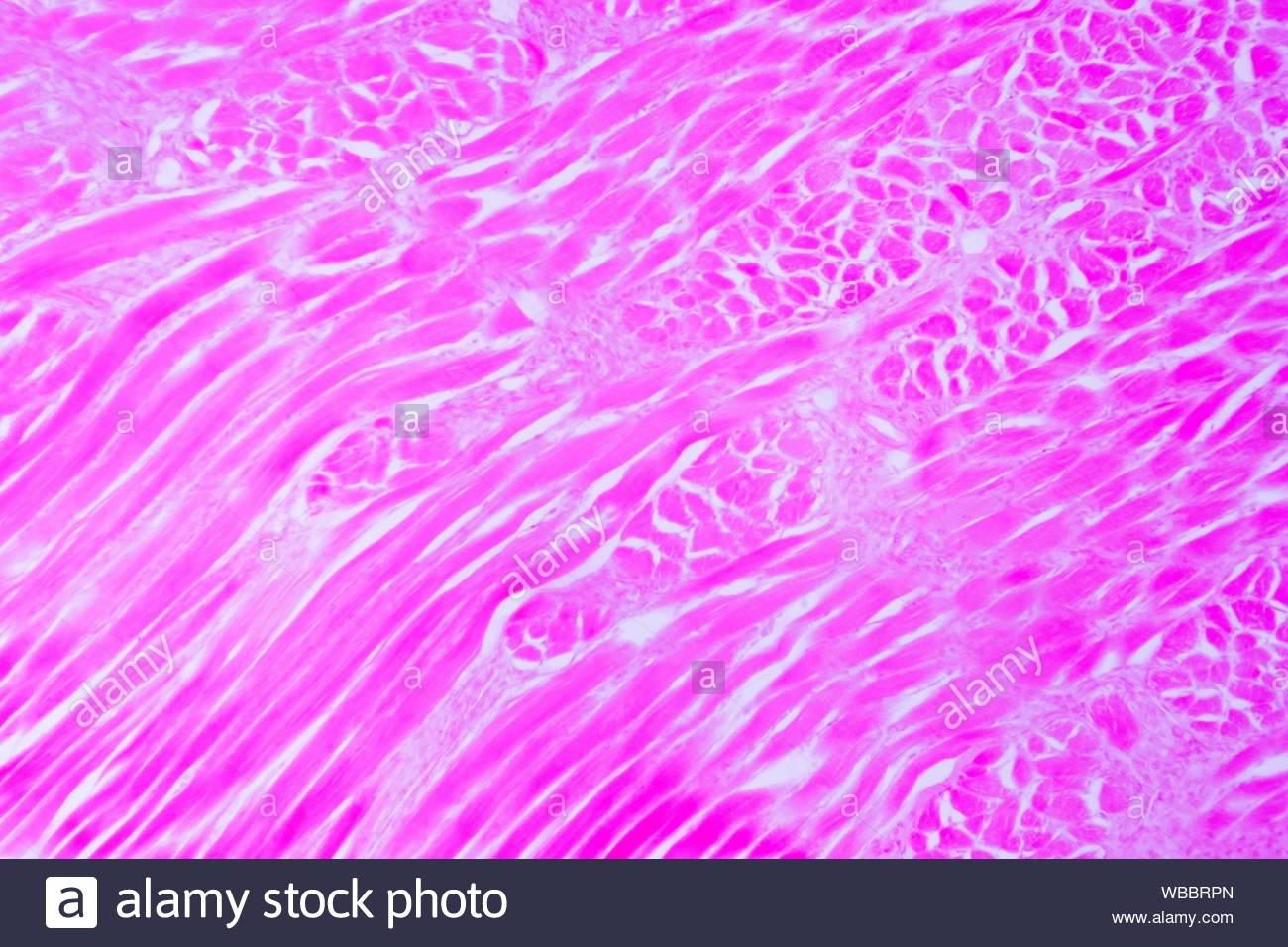 Taste Bud Stock Photos & Taste Bud Stock Images - Alamy