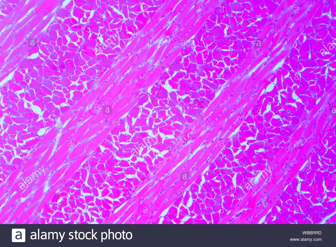 Taste Bud Stock Photos & Taste Bud Stock Images - Alamy