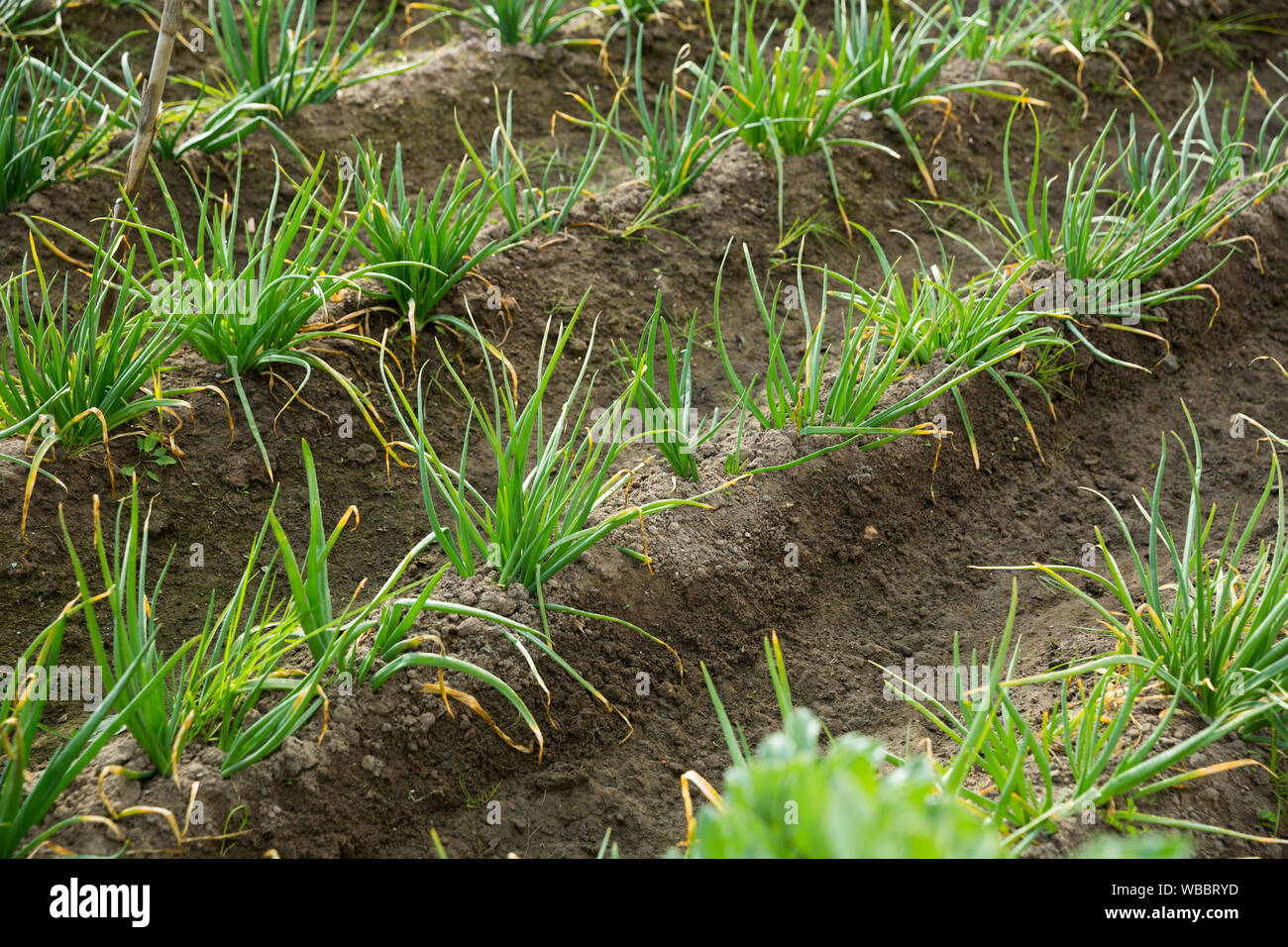 Spring onions growing in the garden Stock Photo - Alamy